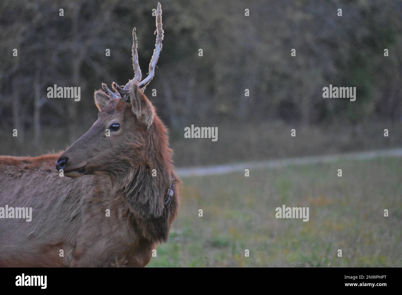 Young bull elk, cervus elaphus, looks off to his right while gazing at ...