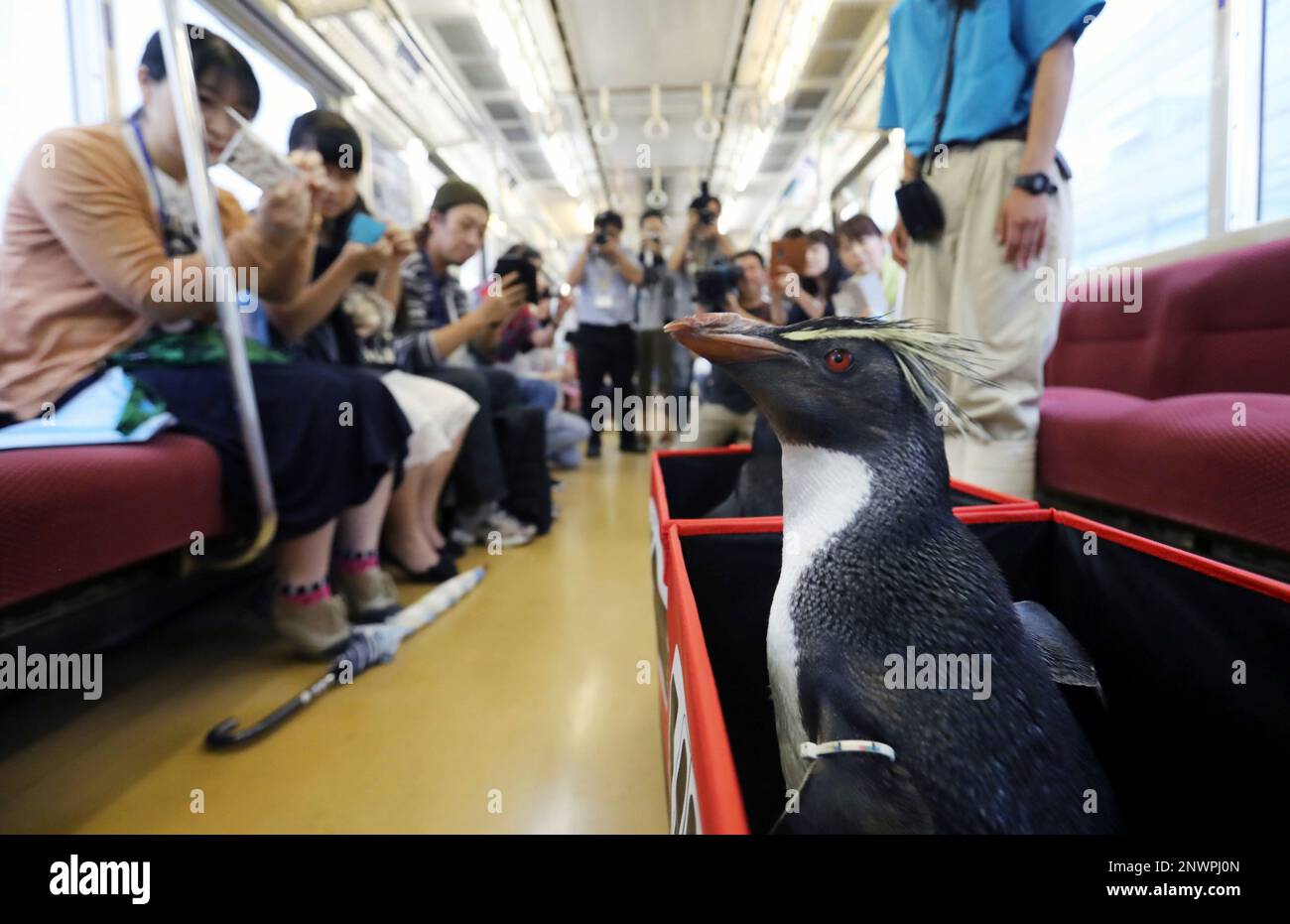 Penguins are on board of the Keikyu line in Kanagawa Prefecture on Sep ...
