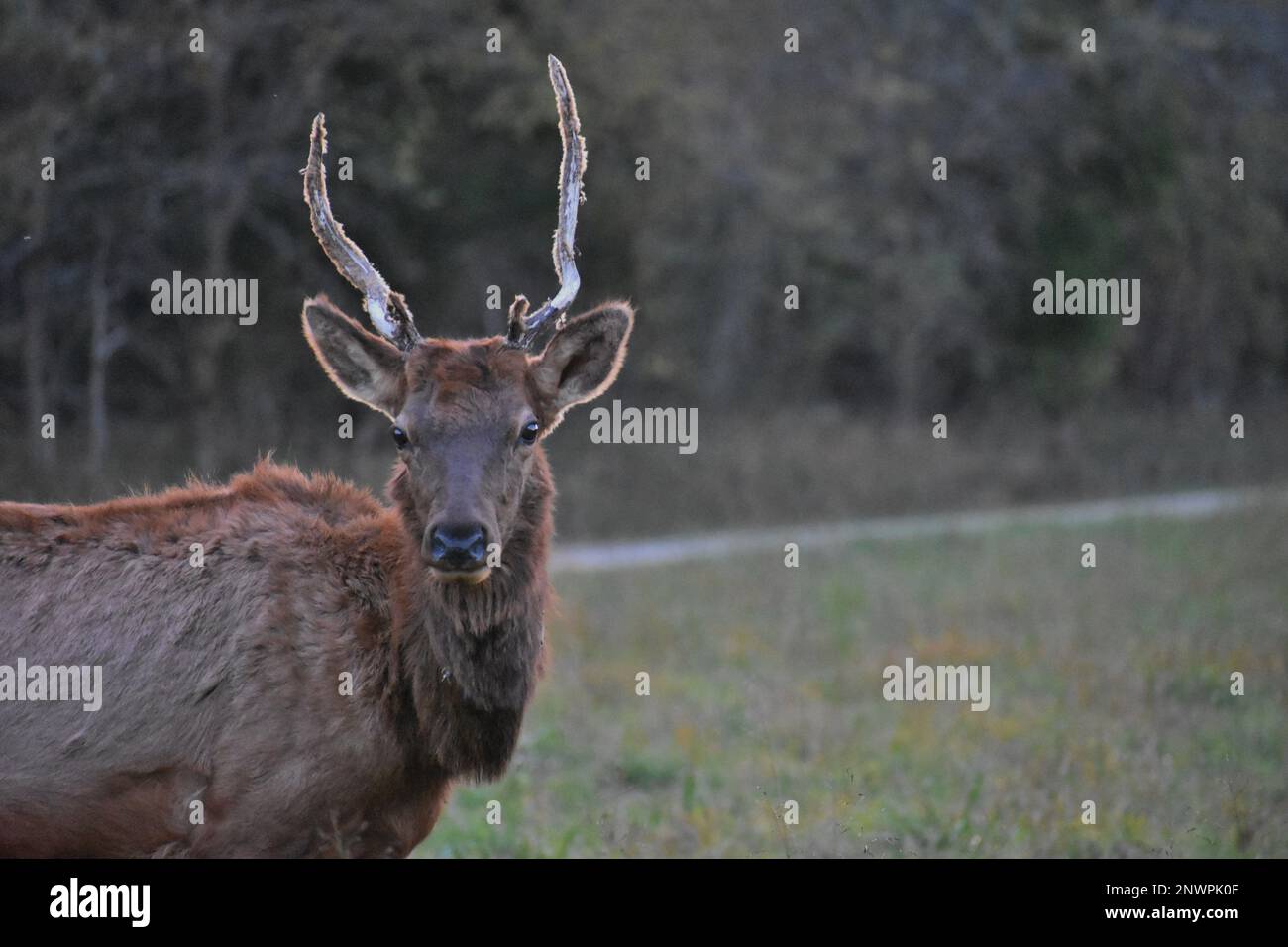 Young bull elk, cervus elaphus, looks into the camera while gazing at ...