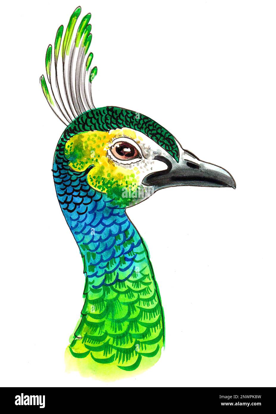 Peacock bird head. Ink and watercolor drawing Stock Photo - Alamy