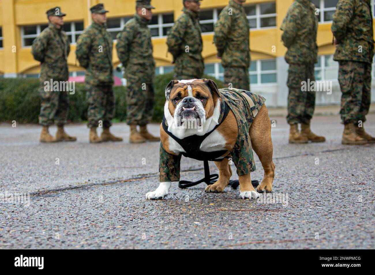 U.S Marine Corps Cpl. Manny, the mascot of Marine Corps Recruit Depot ...