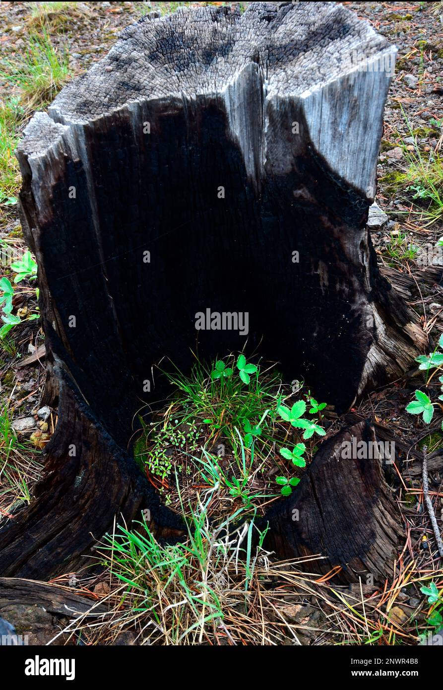 A burned tree stump grows tiny plants as Yellowstone National Park ...
