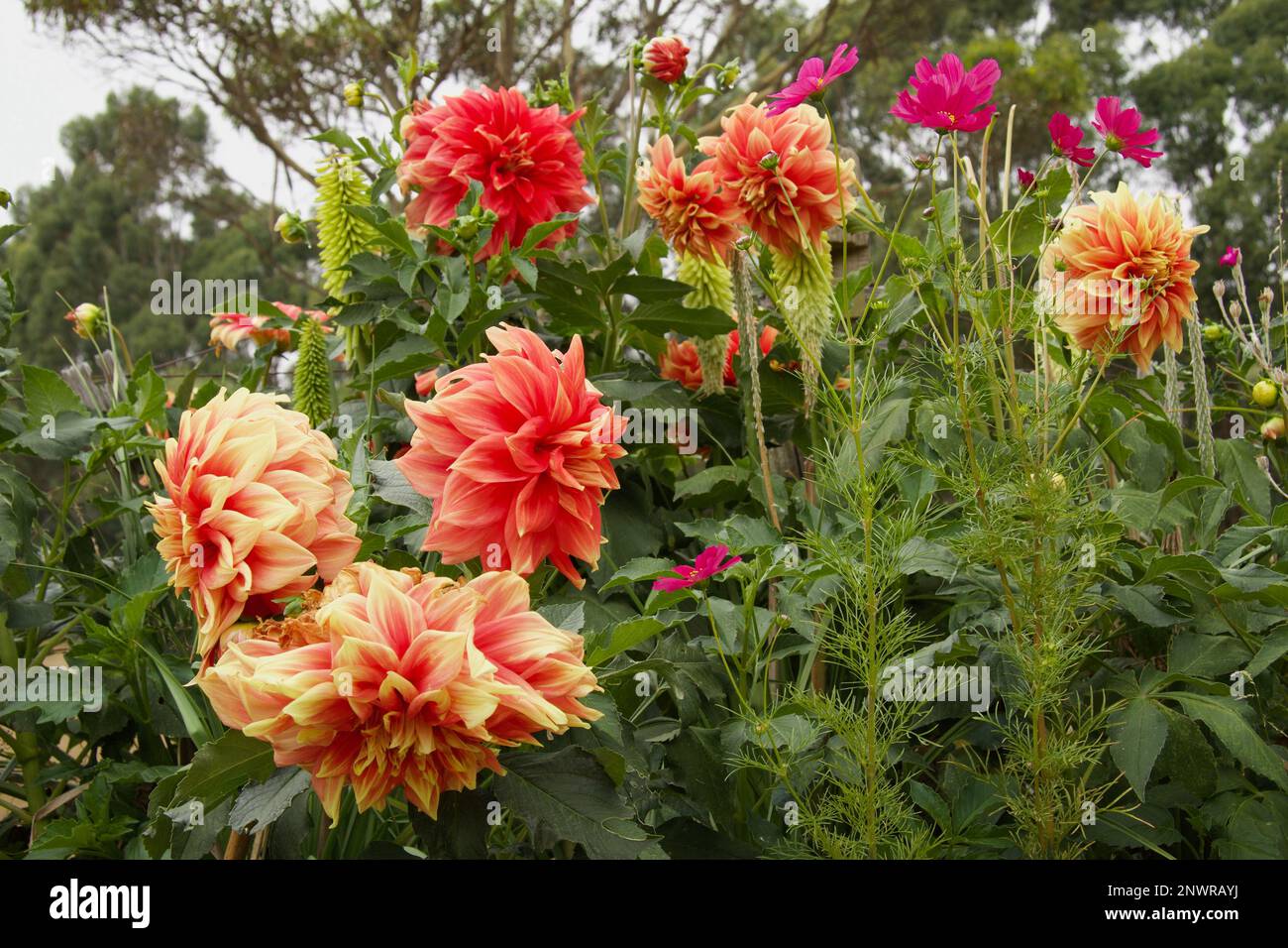 Red dahlia image hi-res stock photography and images - Alamy