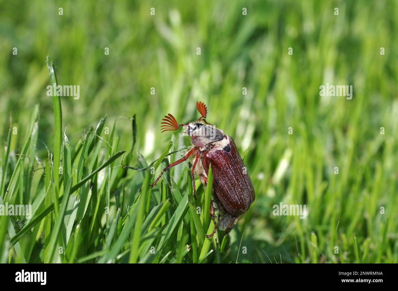 Field cockchafer (Melolontha melolontha), male, cockchafer, beetle ...