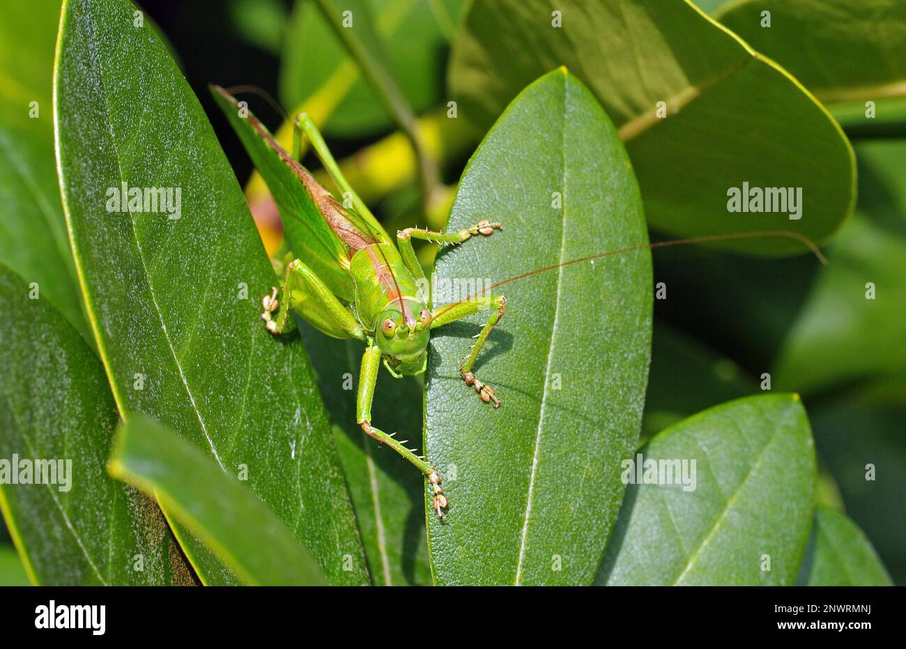Close-up, speckled bush-cricket (Leptophyes punctatissima), male ...