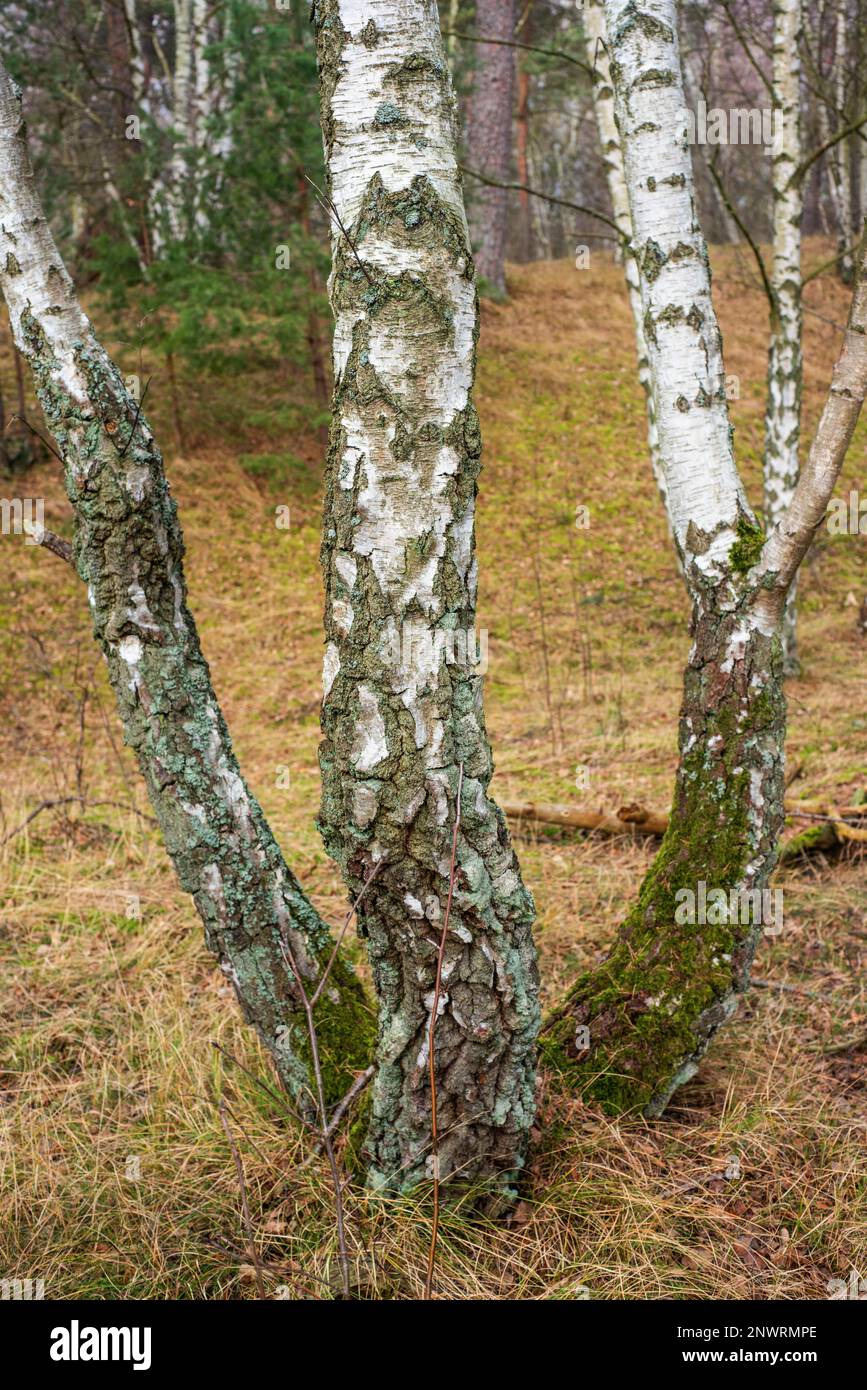 Birch (Betula) in nutrient-poor soil in Ystads sand forest, Ystad ...