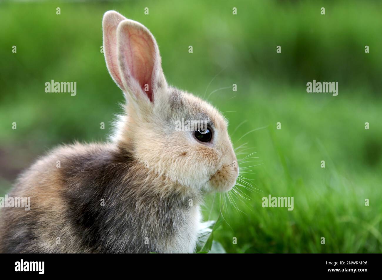 White Rabbit Head Profile