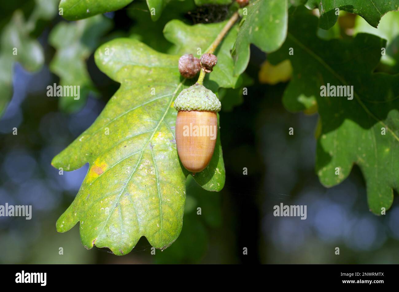 Oak trees (Quercus), acorn, nut fruit, leaf, autumn, outside, close-up ...