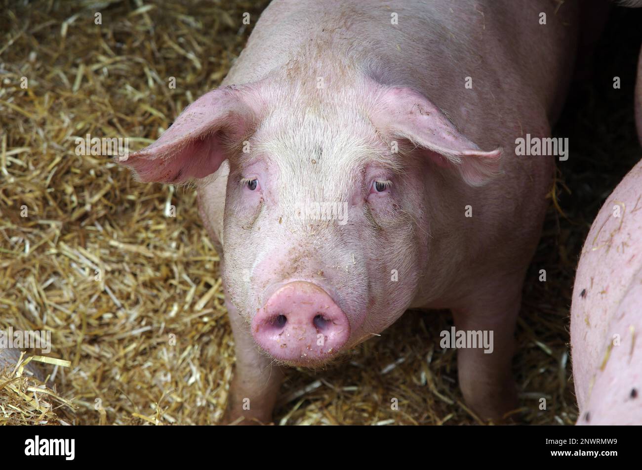 Close-up, domestic pig (Sus scrofa domesticus), real pigs (Suidae ...