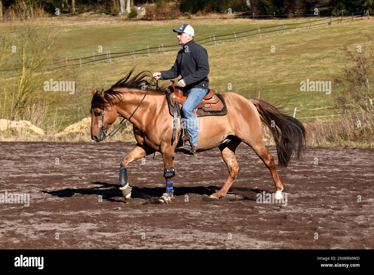 Trainer training a stallion of the American Quarter Horse breed at a ...