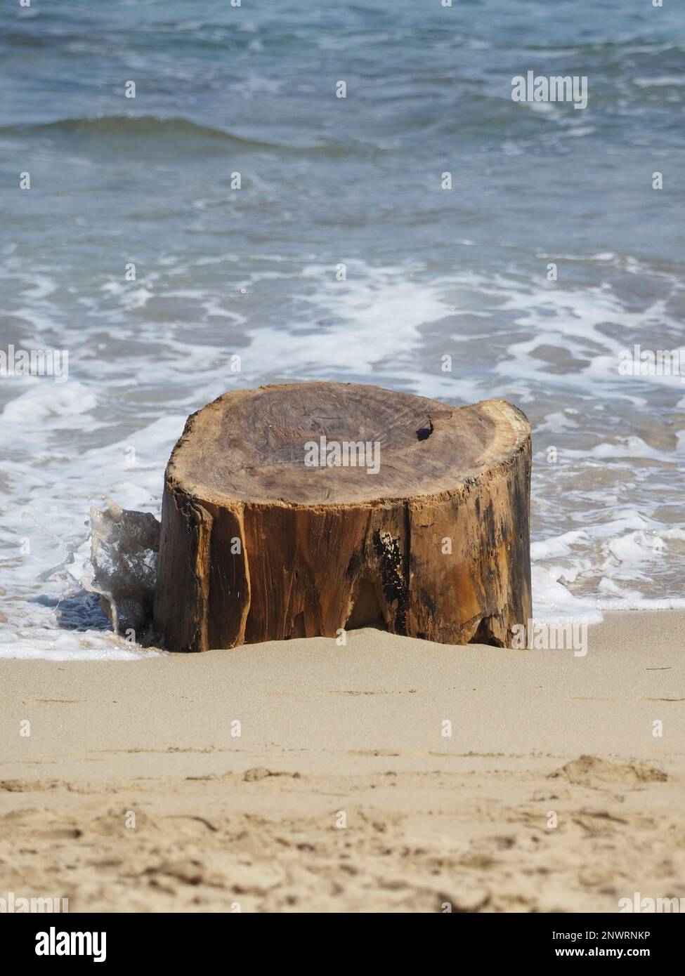 Tree stump on the beach ocean background Stock Photo - Alamy