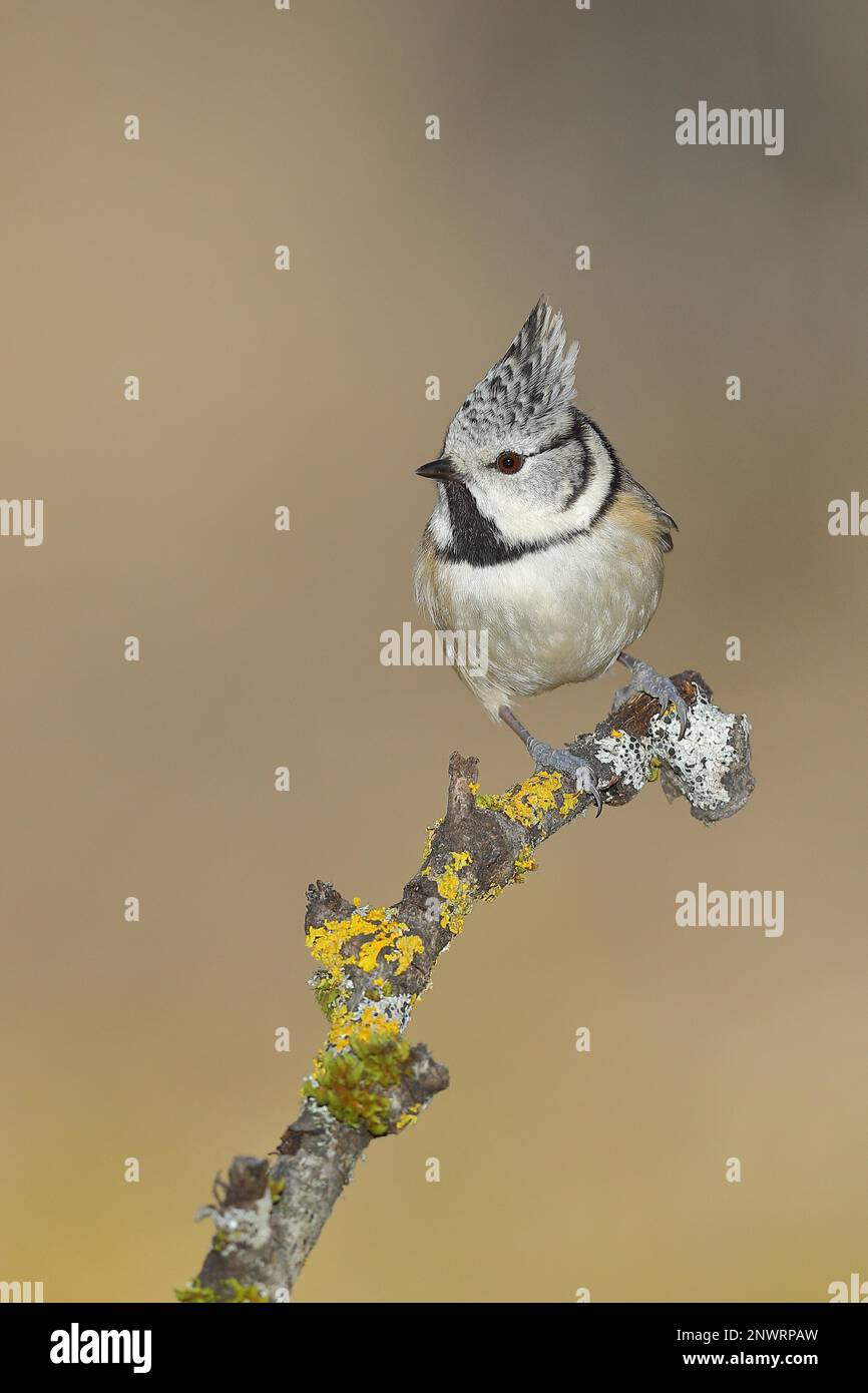 Crested Tit (Lophophanes cristatus), sitting on a branch covered with ...