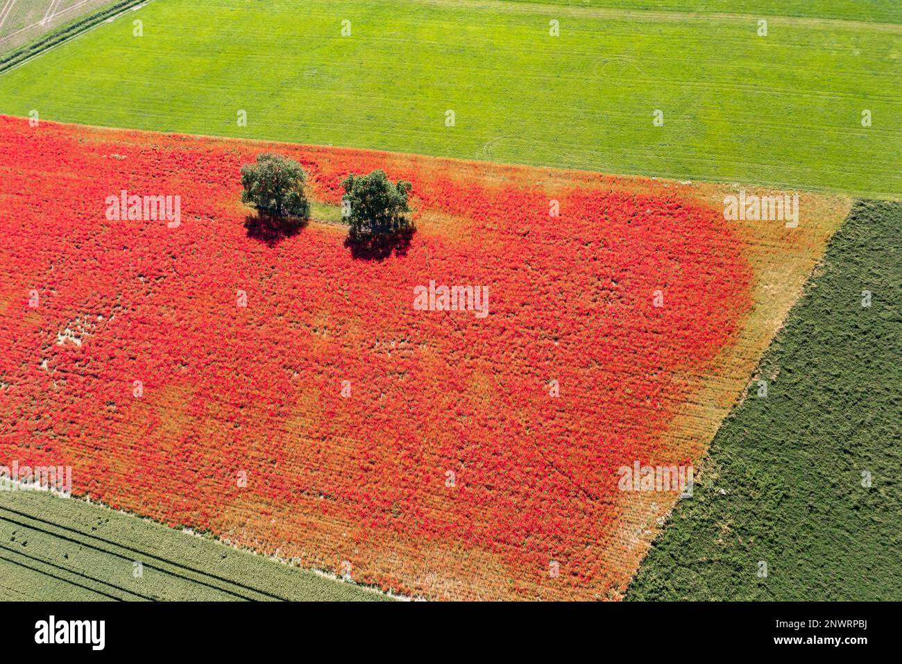 Colourful flower fields in the Hohenlohe plain. The fiery red meadows ...
