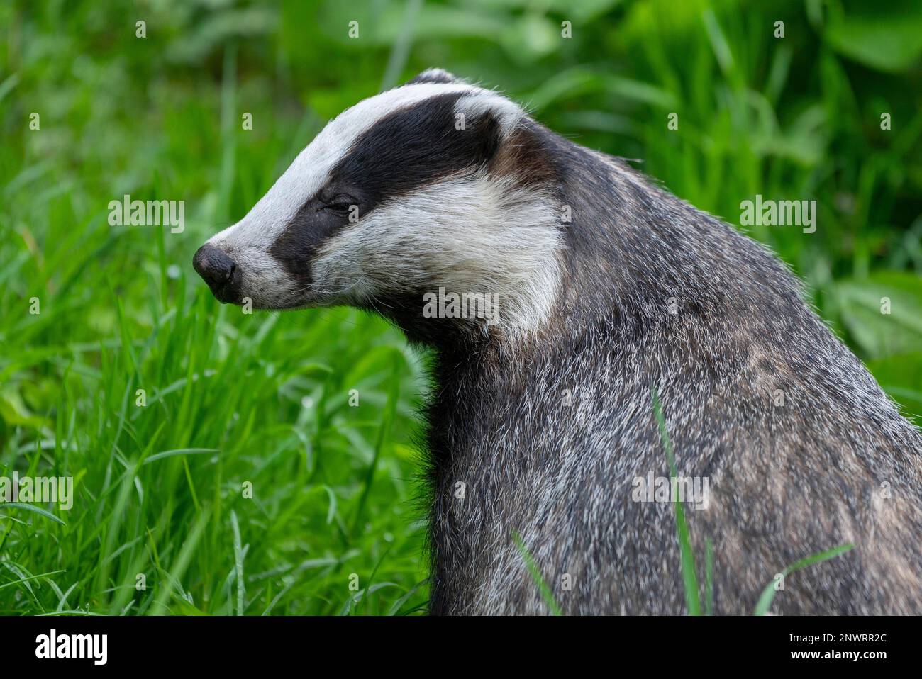 Badger head shot hi-res stock photography and images - Alamy