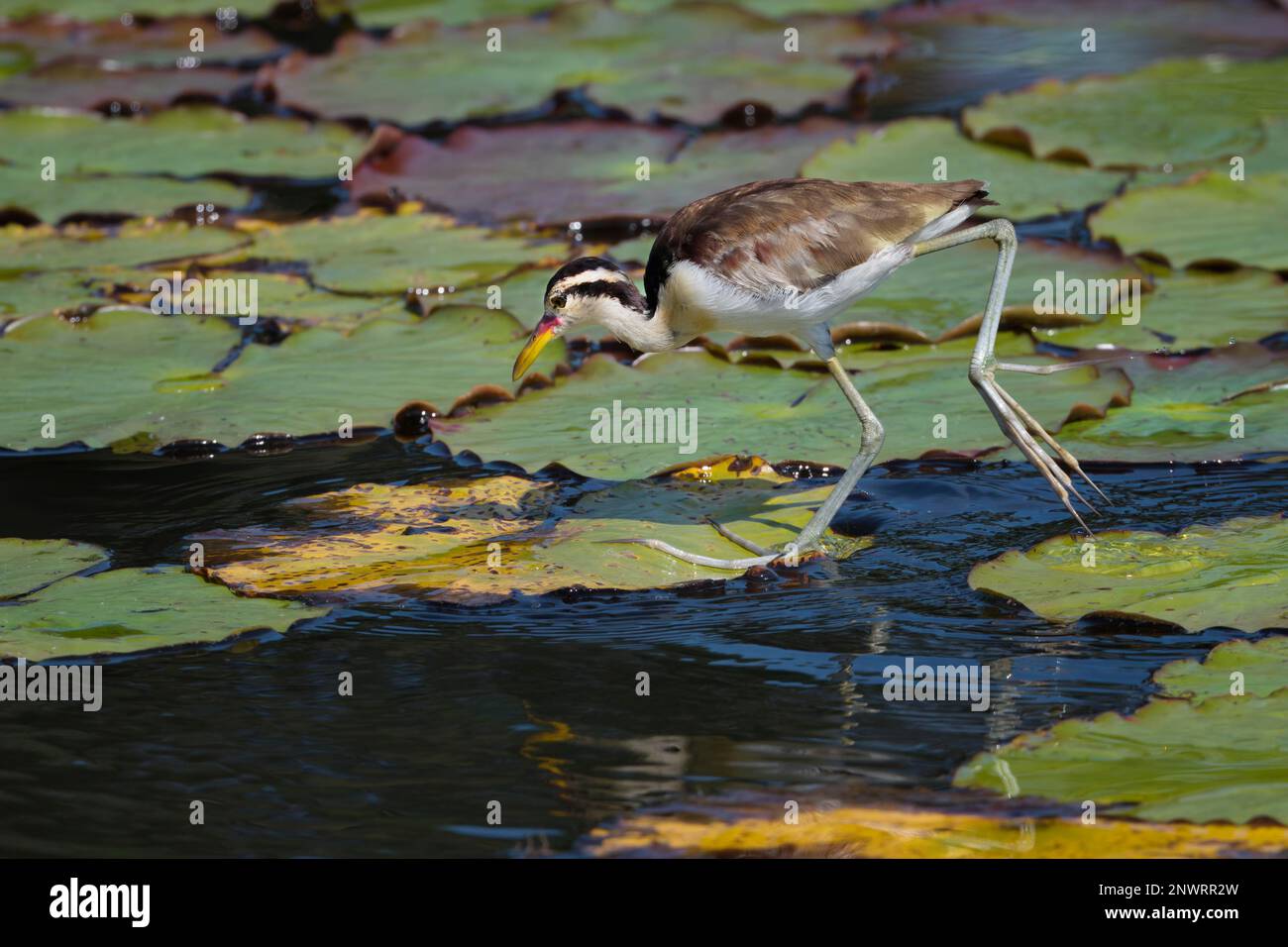 Juvenile Wattled Jacana (Jacana jacana) walking on waterlilies leaves ...