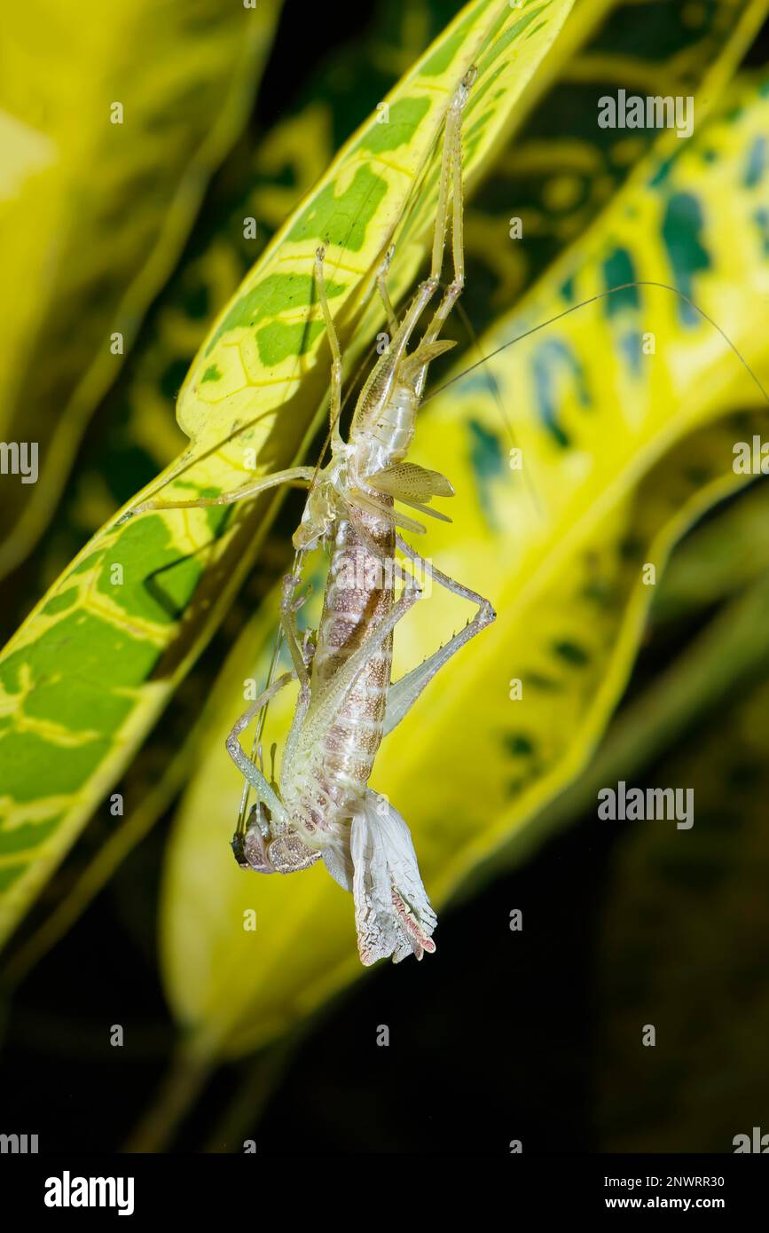 Molting grasshopper hanging on a leaf, Manu National Park, Peruvian ...