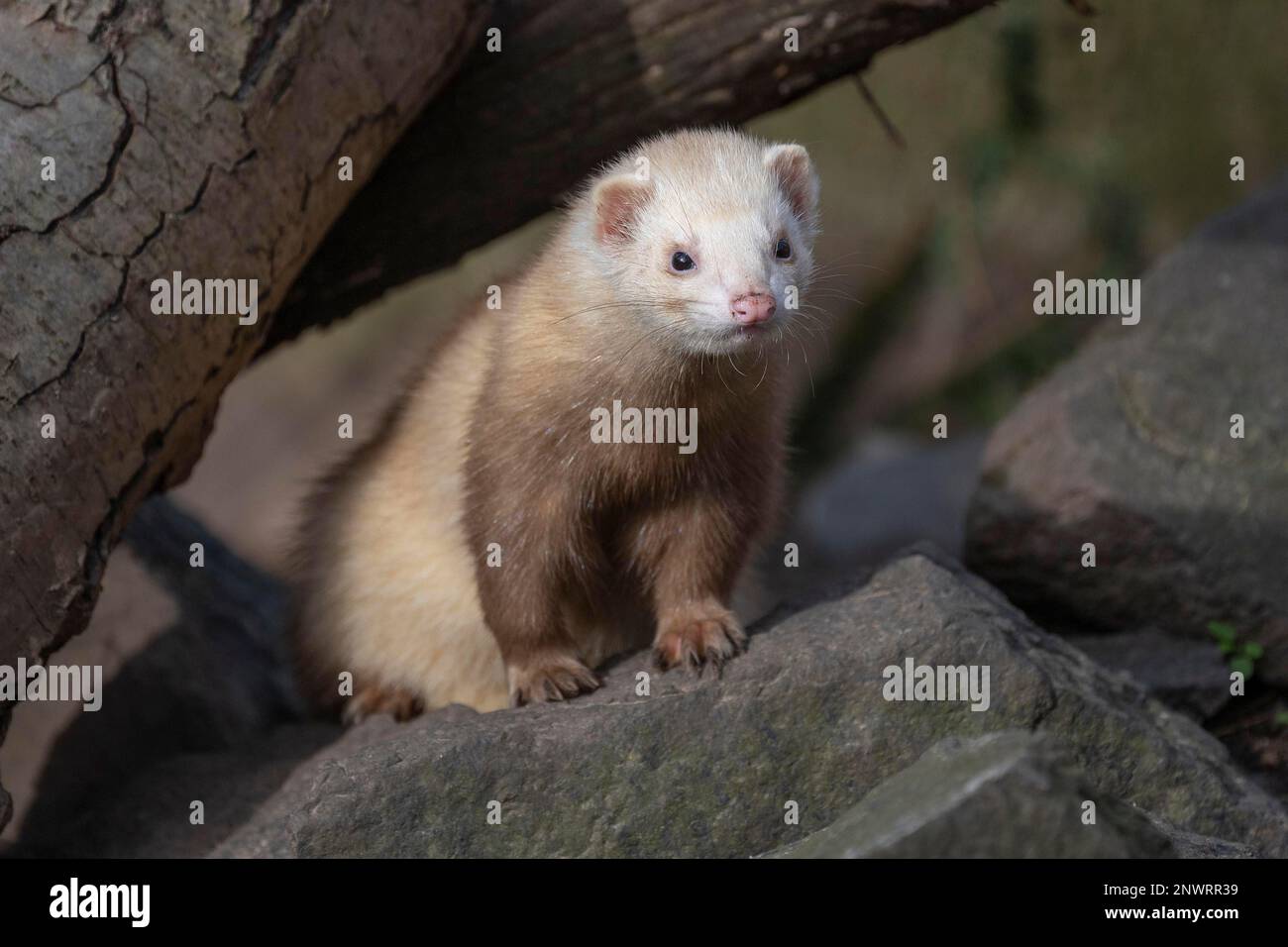 Ferret captive animal hi-res stock photography and images - Alamy