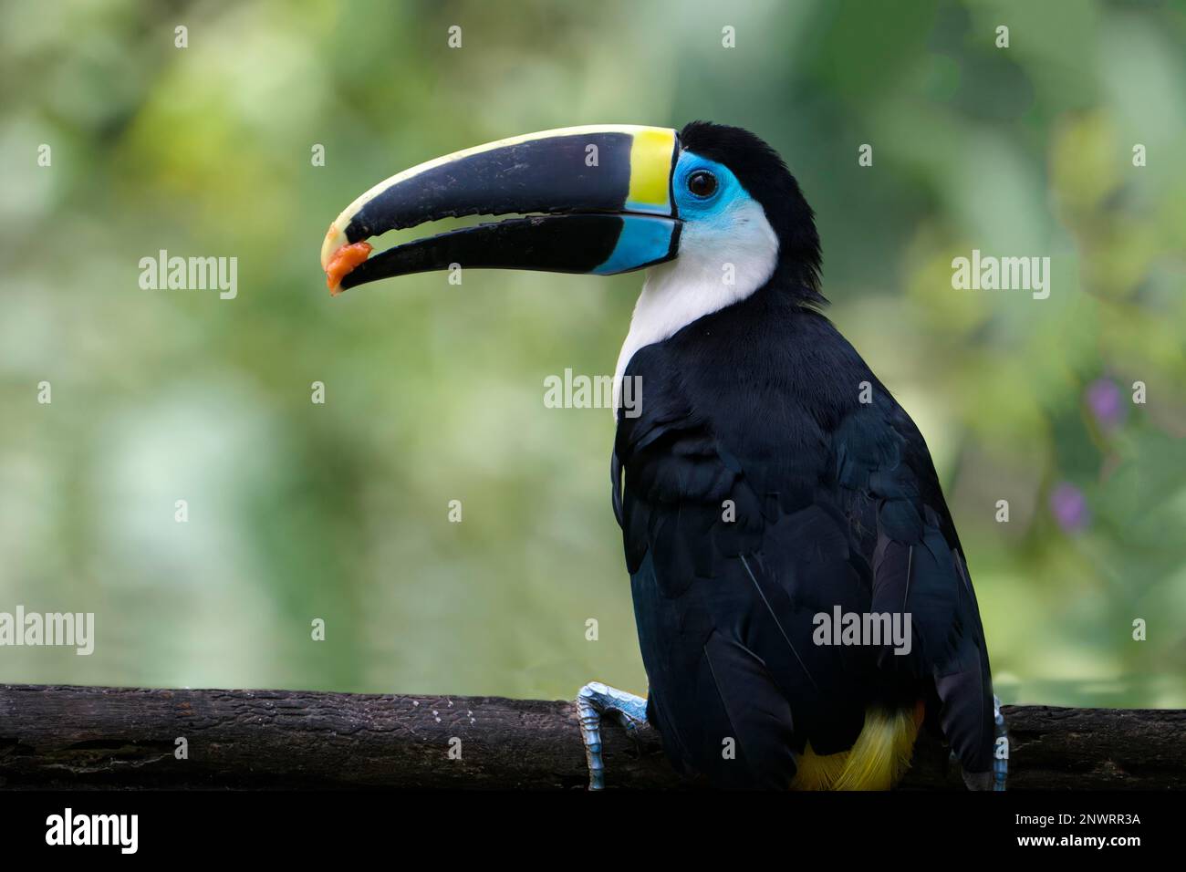 White-throated toucan (Ramphastos tucanus), Manu National Park cloud ...