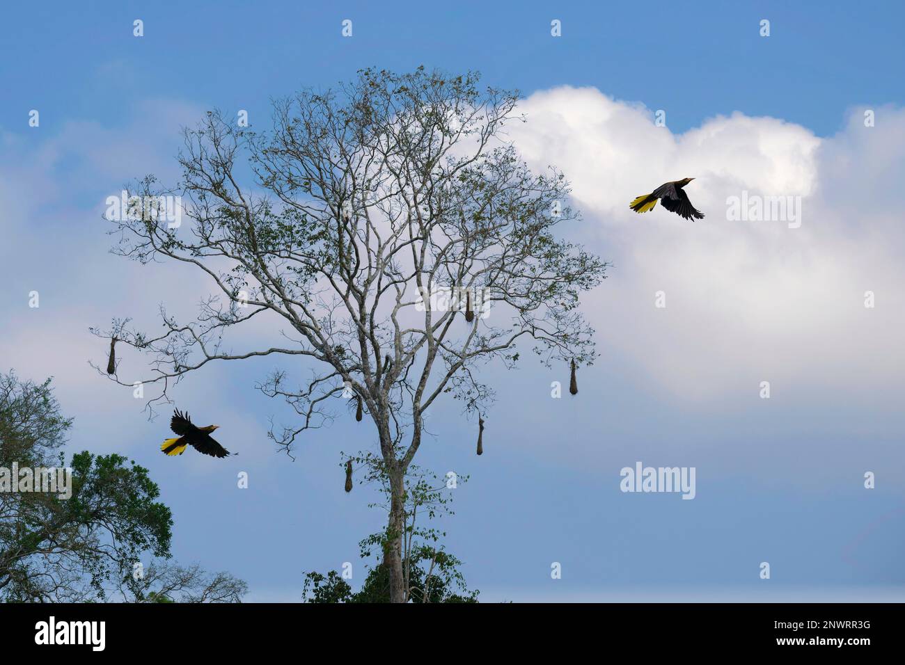 Crested oropendola flying under nesting tree in Amazon Tropical Rain ...