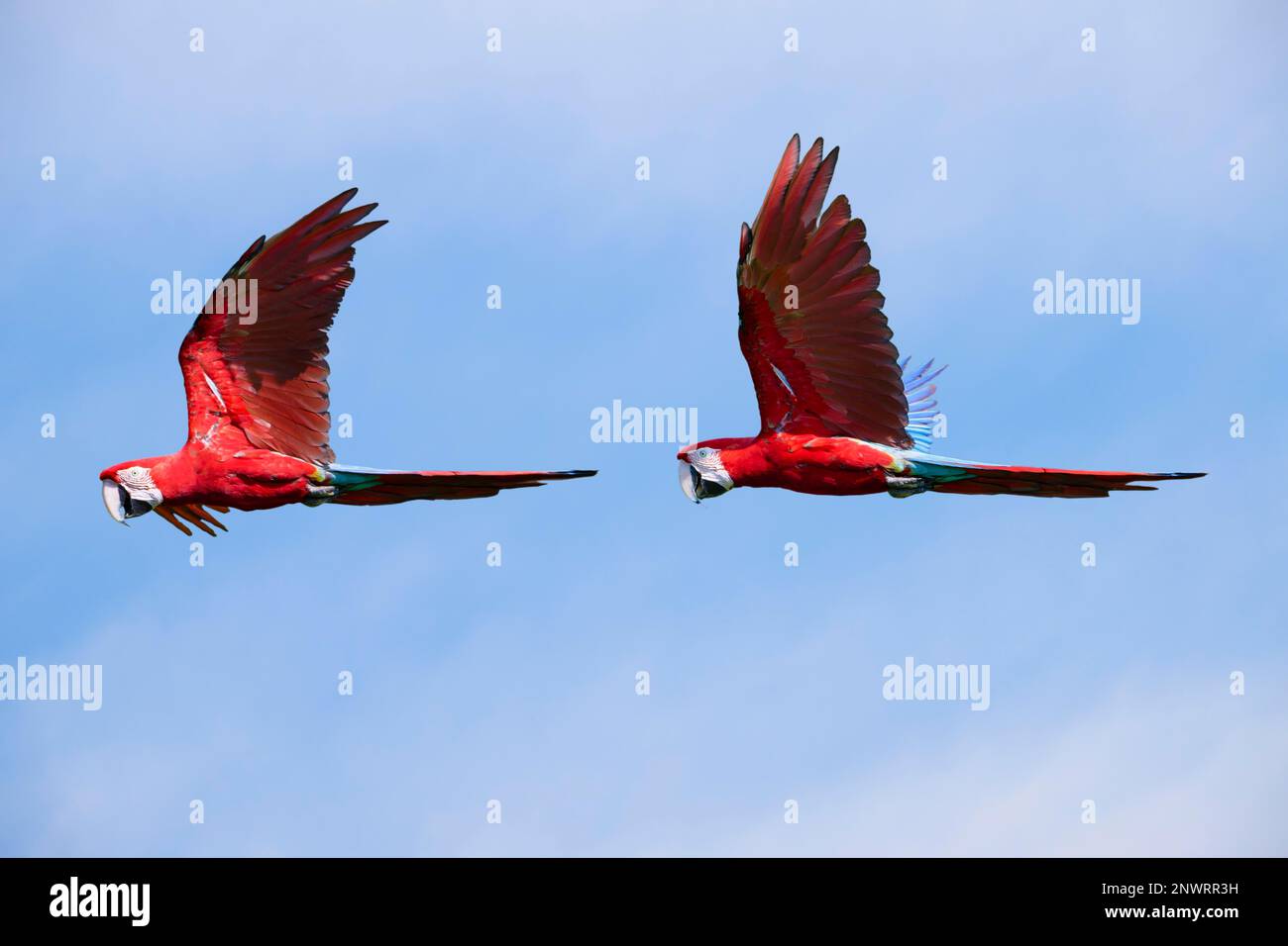 Two Red-and-green Macaws (Ara chloropterus) in flight, Manu National Park, Peruvian Amazon, Peru ...