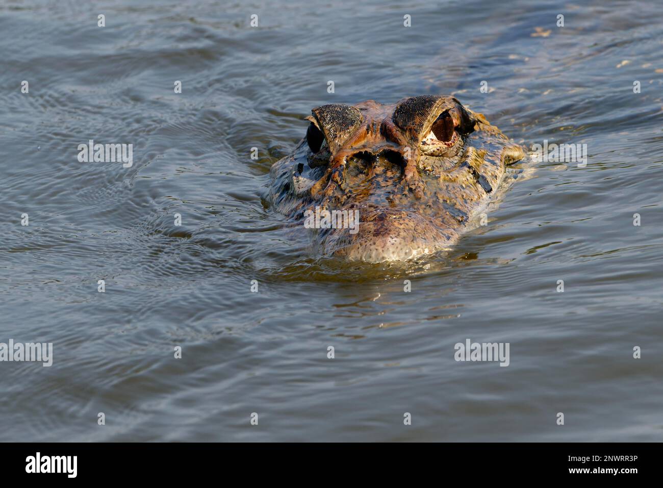 Black caiman (Melanosuchus niger) swimming in the Madre de Dios River ...