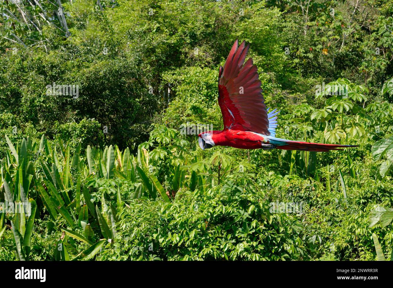 Red-and-green Macaw (Ara chloropterus) in flight against trees, Manu ...