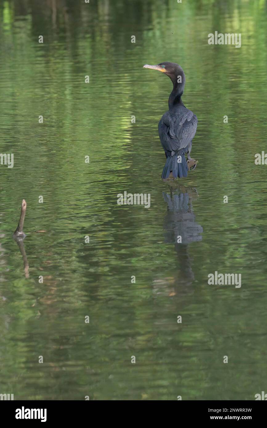 Neotropical Cormorant (Phalacrocorax brasilianus) sitting on branch ...