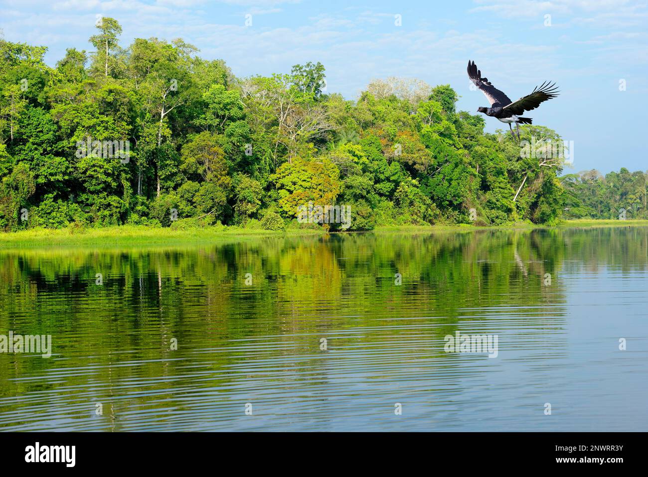 Horned screamer (Anhima cornuta) flying over the Amazon Tropical Rain ...