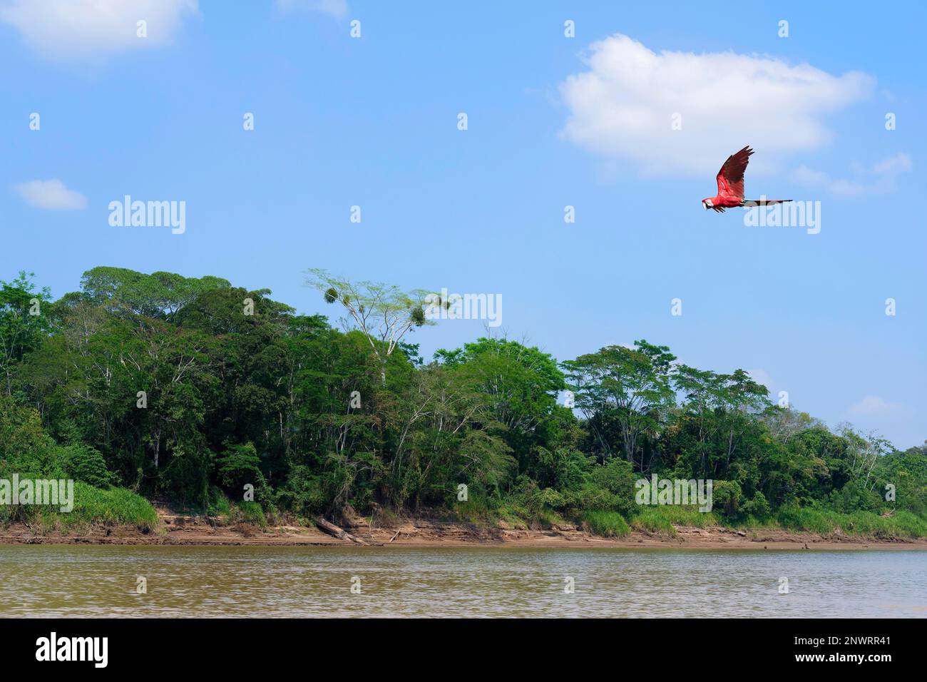 Red-and-green Macaw (Ara chloropterus) flying over the Amazon tropical ...