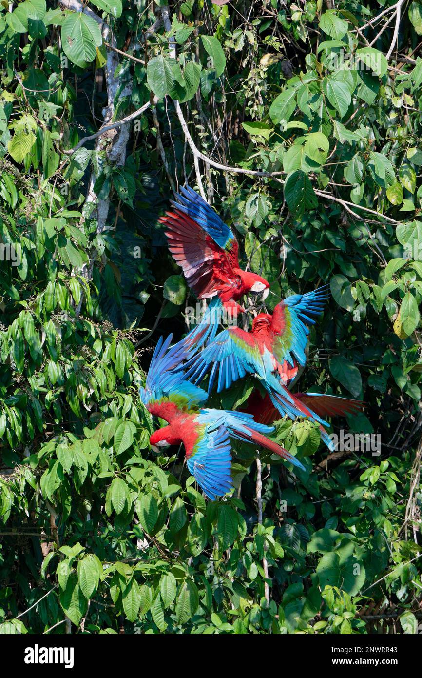 Red-and-green Macaws (Ara chloropterus) in flight against trees, Manu ...