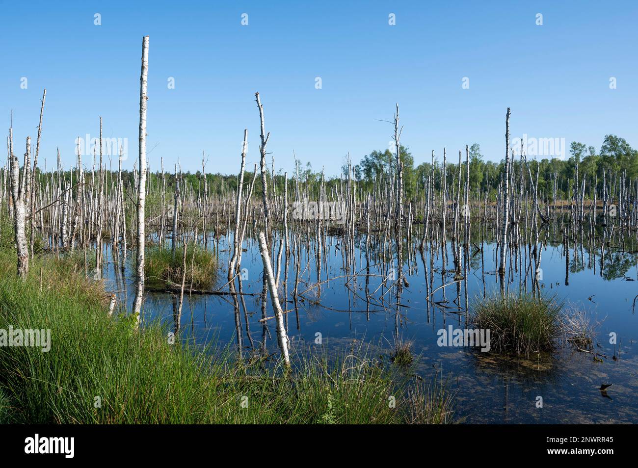 Moor, dead birch trees (Betula) in the water, blue sky, rewetting, moor ...