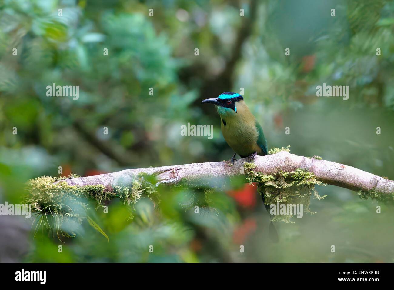 Andean motmot (Momotus aequatorialis), Manu National Park, Peruvian ...