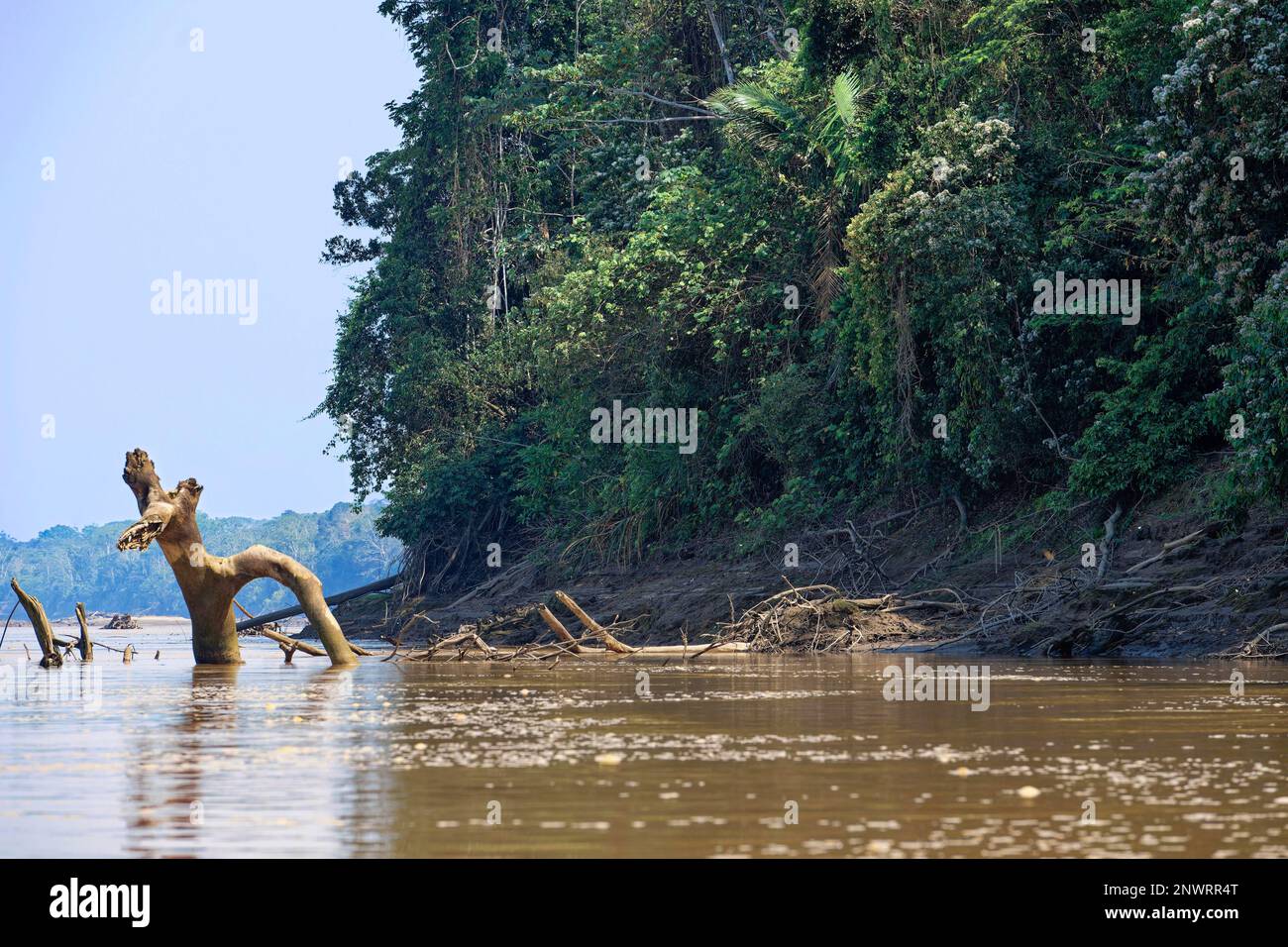 Amazon Tropical rain Forest, Madre de Dios River, Manu National Park ...