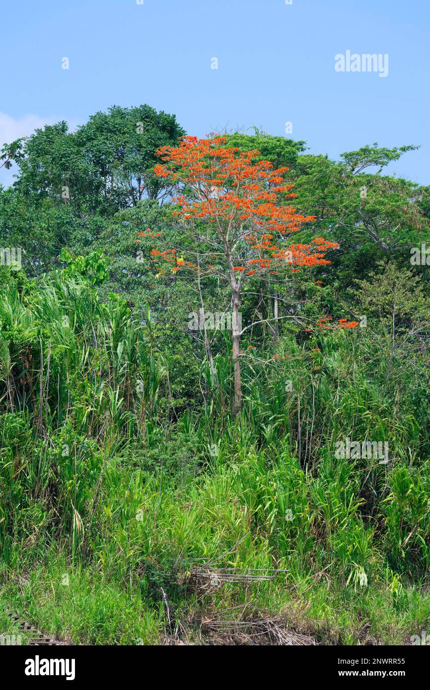 Amazon Tropical rain Forest with Pink Ipe Tree (Tabebuia ipe), Madre de ...