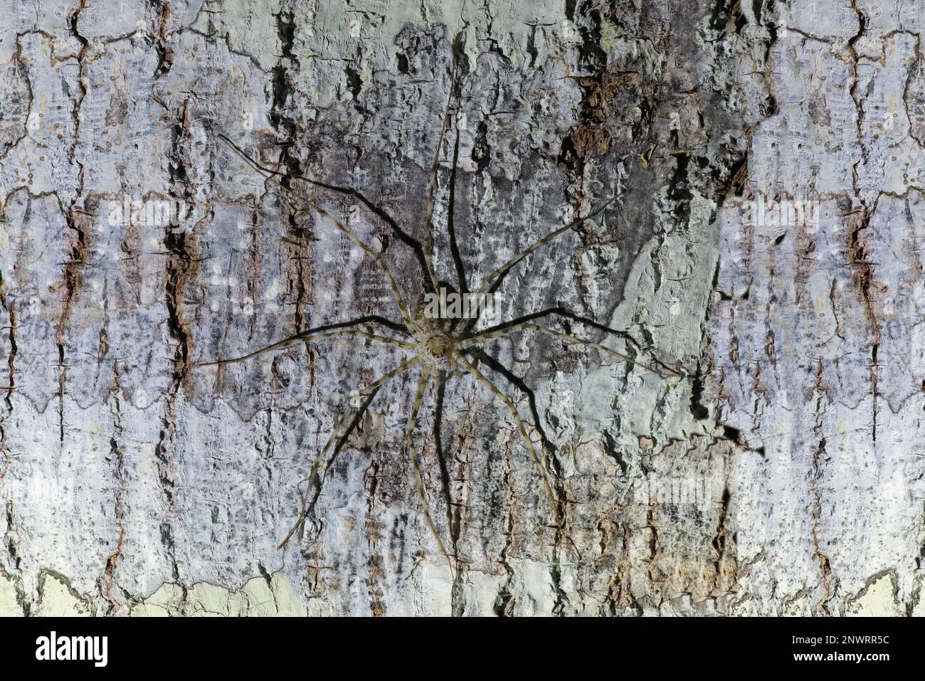 Large spider on tree trunk, Manu National Park, Peruvian Amazon, Peru ...