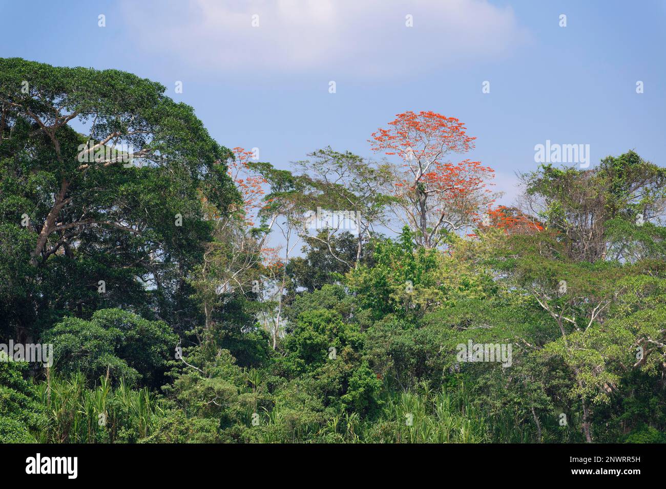 Amazon Tropical rain Forest with Pink Ipe Tree (Tabebuia ipe), Madre de ...