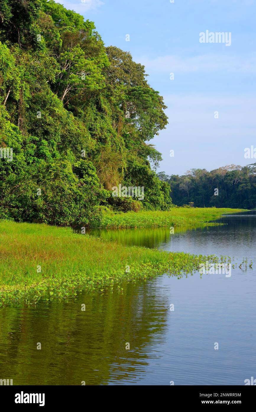 Amazon Tropical Rain Forest at Oxbow Lake, Manu National Park, Peruvian ...