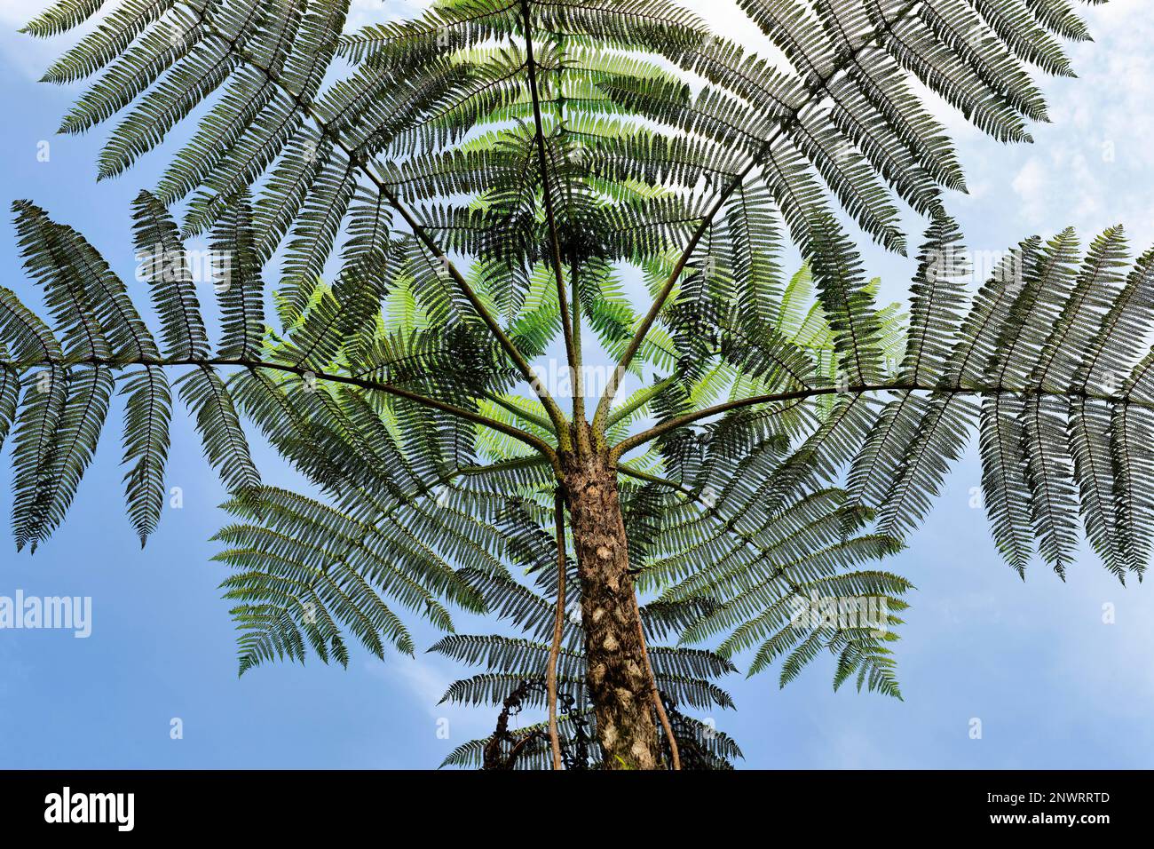 Tree ferns, Tropical Cloud Forest, Manu National Park, Peru Stock Photo ...