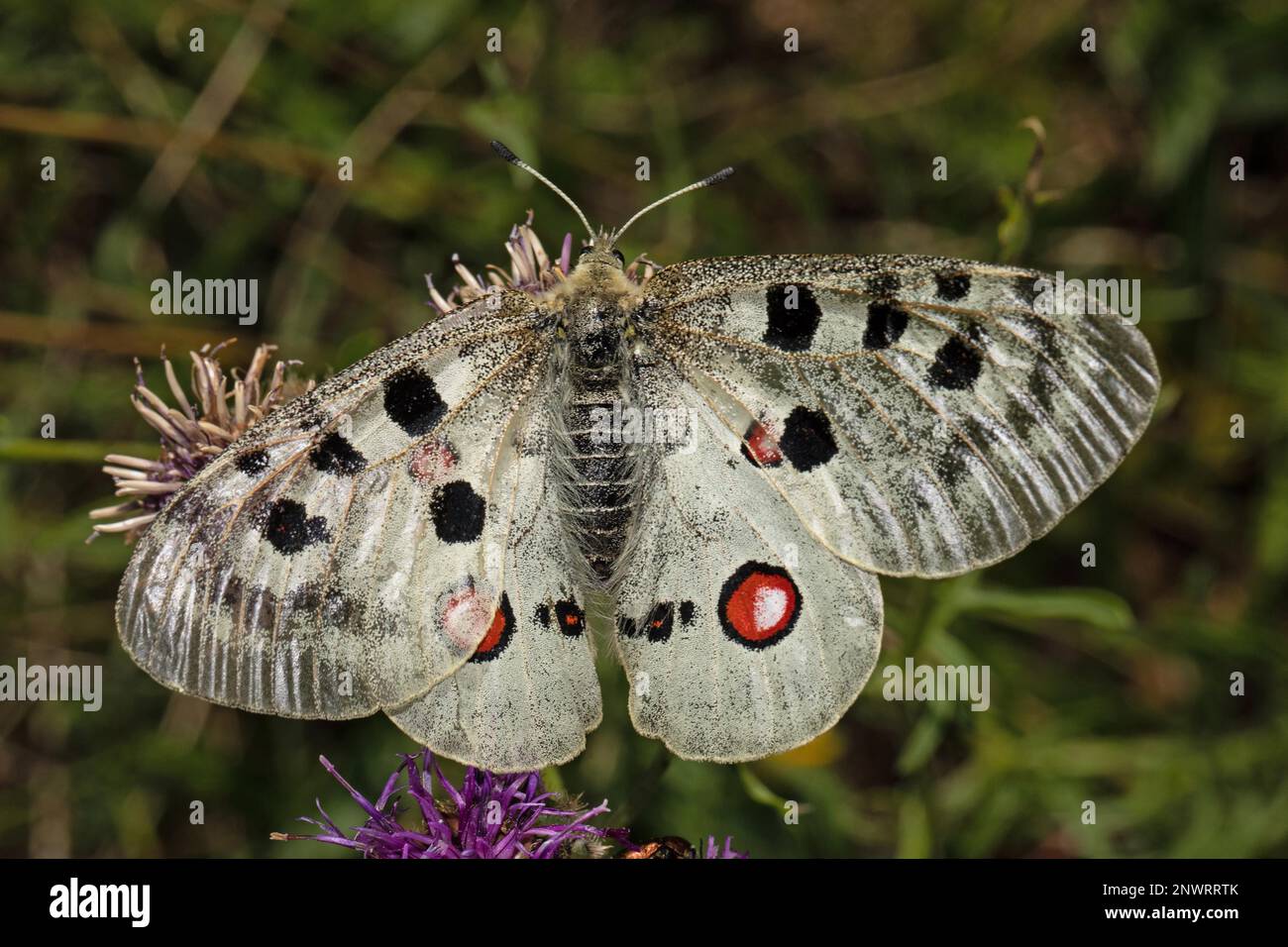 Apollo butterfly with open wings sitting on purple flower from behind ...