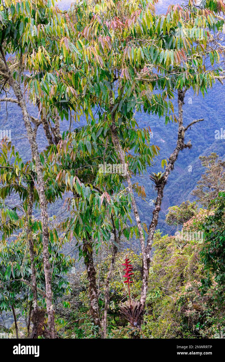 Vegetation in the Tropical Cloud Forest, Manu National Park, Peru Stock ...