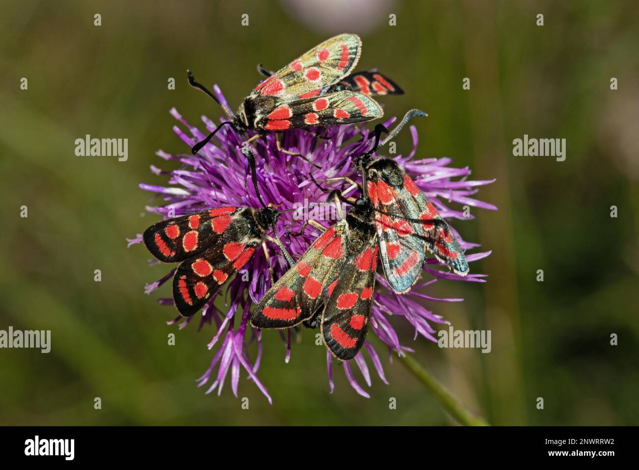 Sainfoin widow four moths with closed wings sitting on purple flower ...