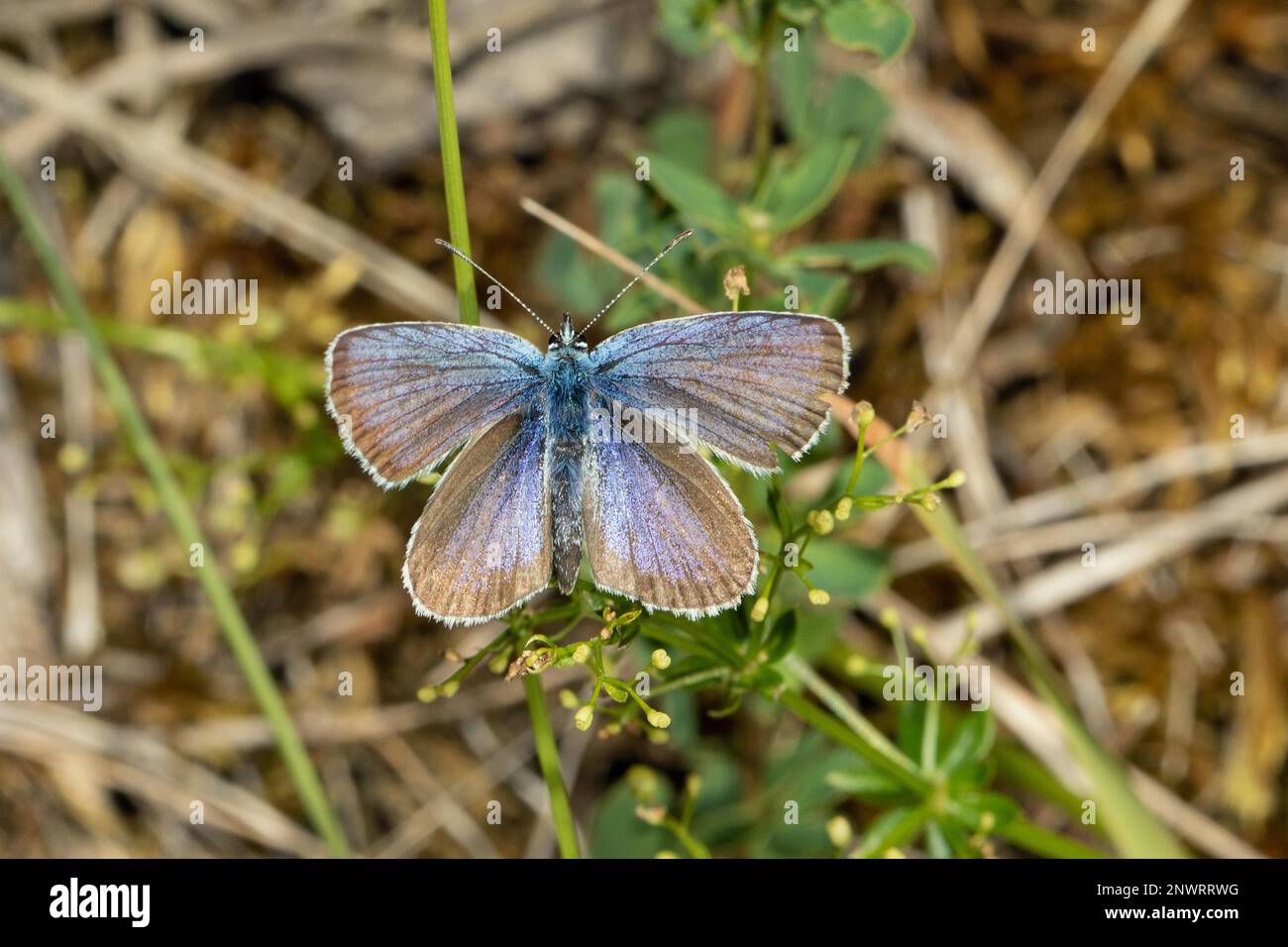 Argus blue butterfly, Geissklee blue butterfly with open wings sitting ...