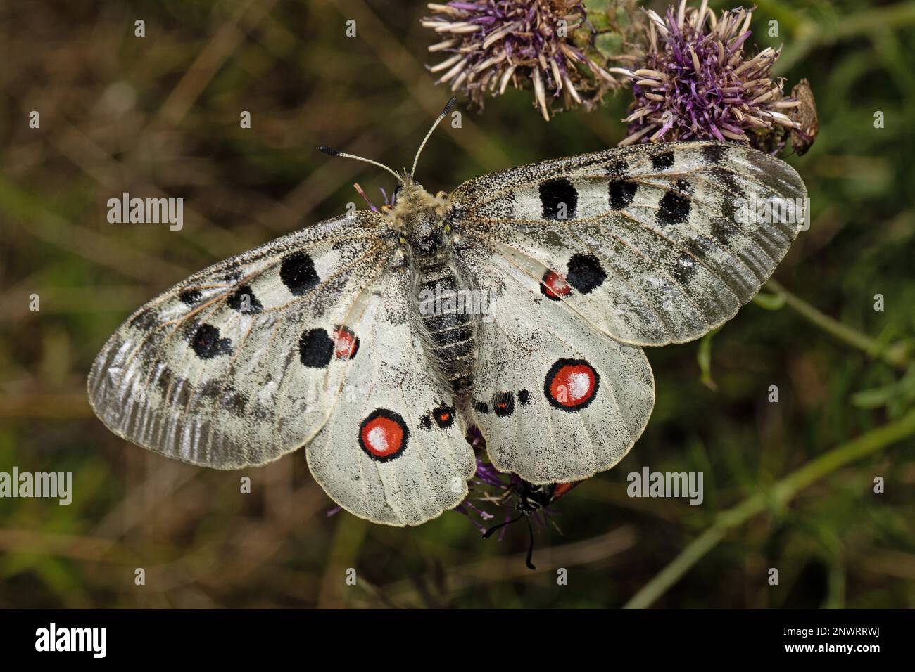 Apollo butterfly with open wings sitting on purple flower from behind ...
