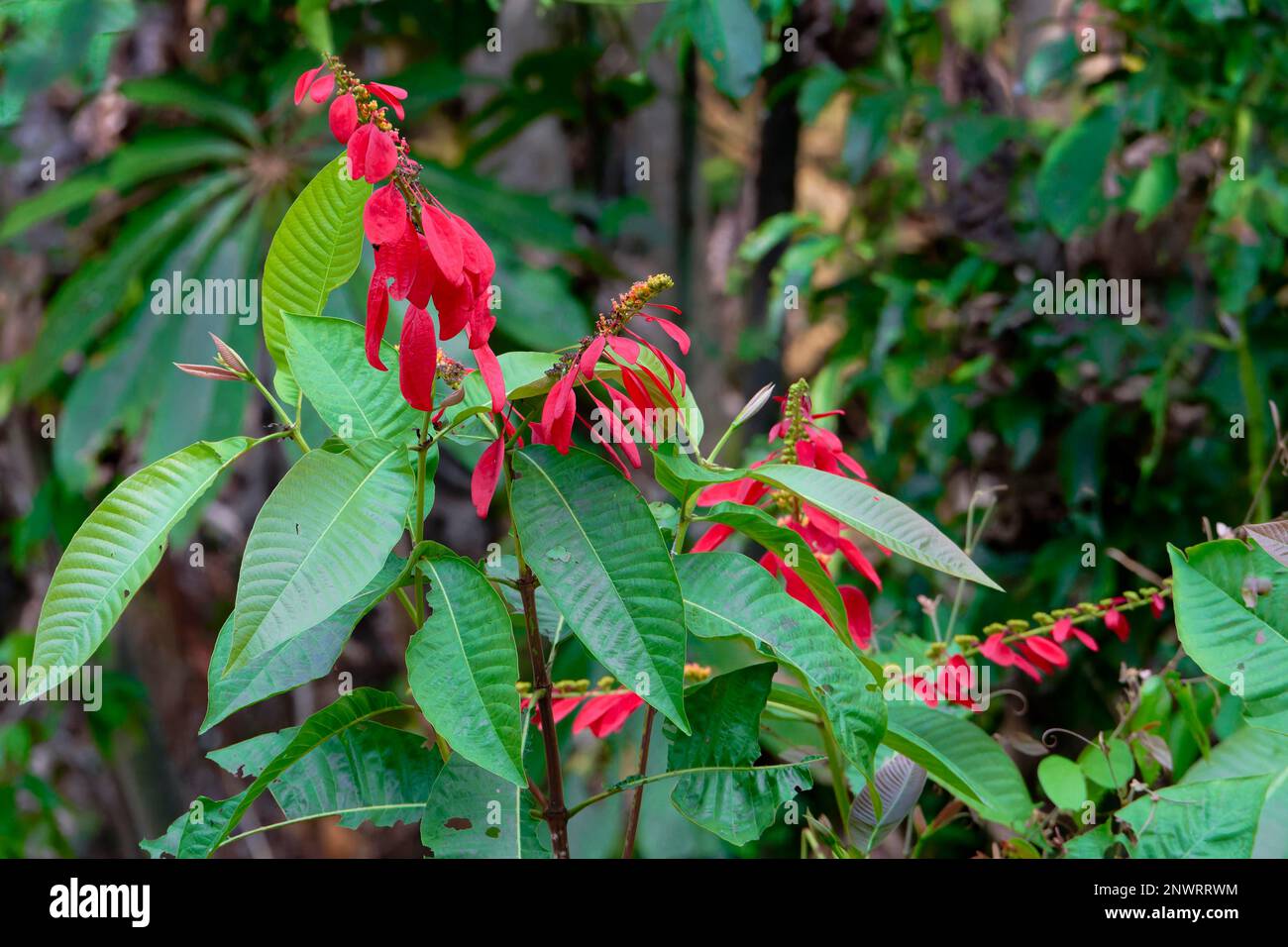 Vegetation in the Tropical Cloud Forest, Manu National Park, Peru Stock ...