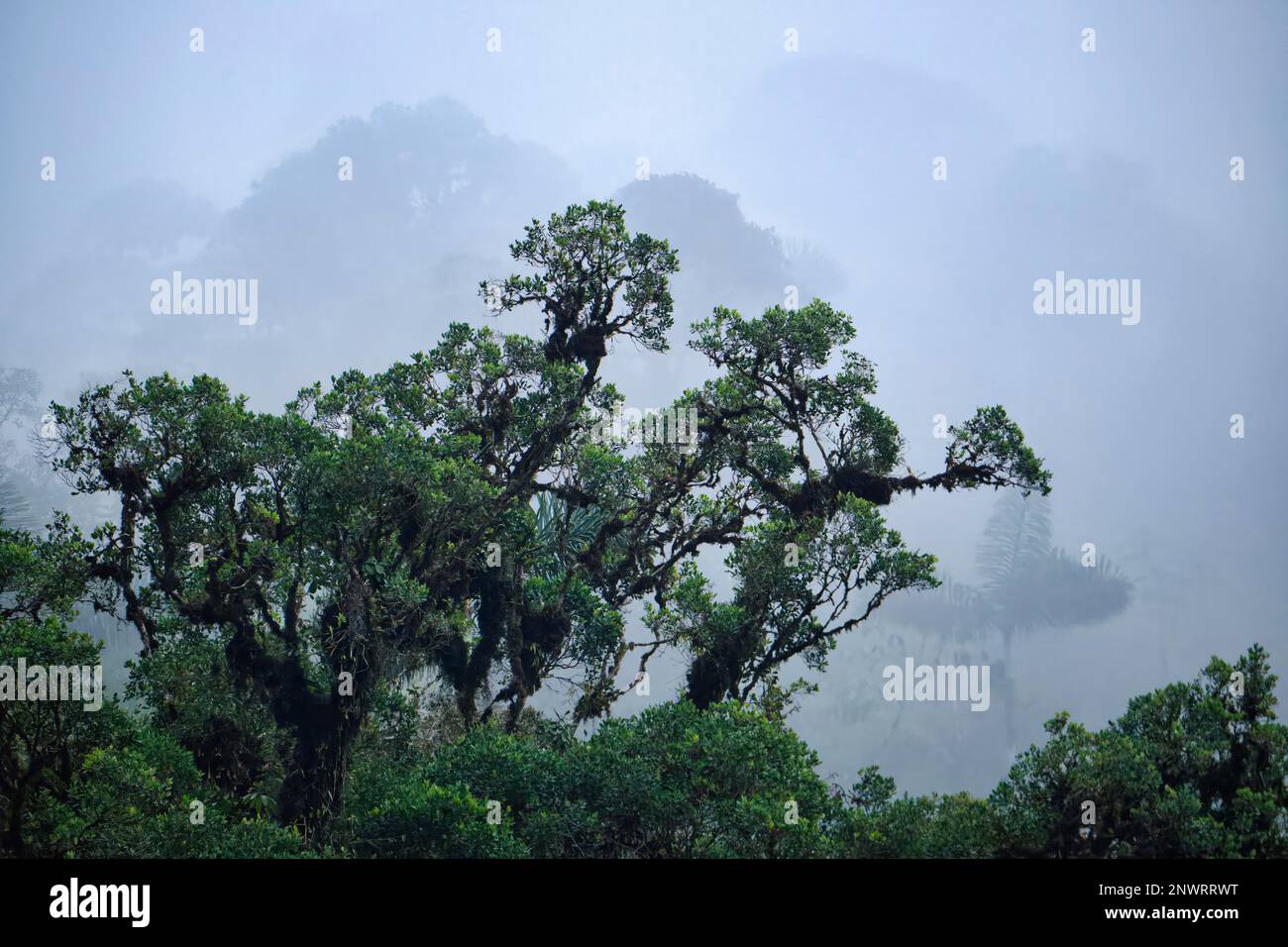 Fog in Tropical Cloud Forest, Manu National Park, Peru Stock Photo - Alamy