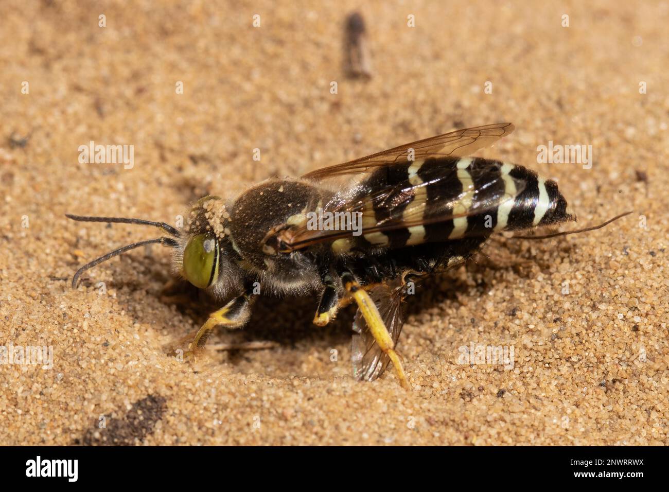Beaked gyro wasp sitting on sandy ground left sighted Stock Photo - Alamy