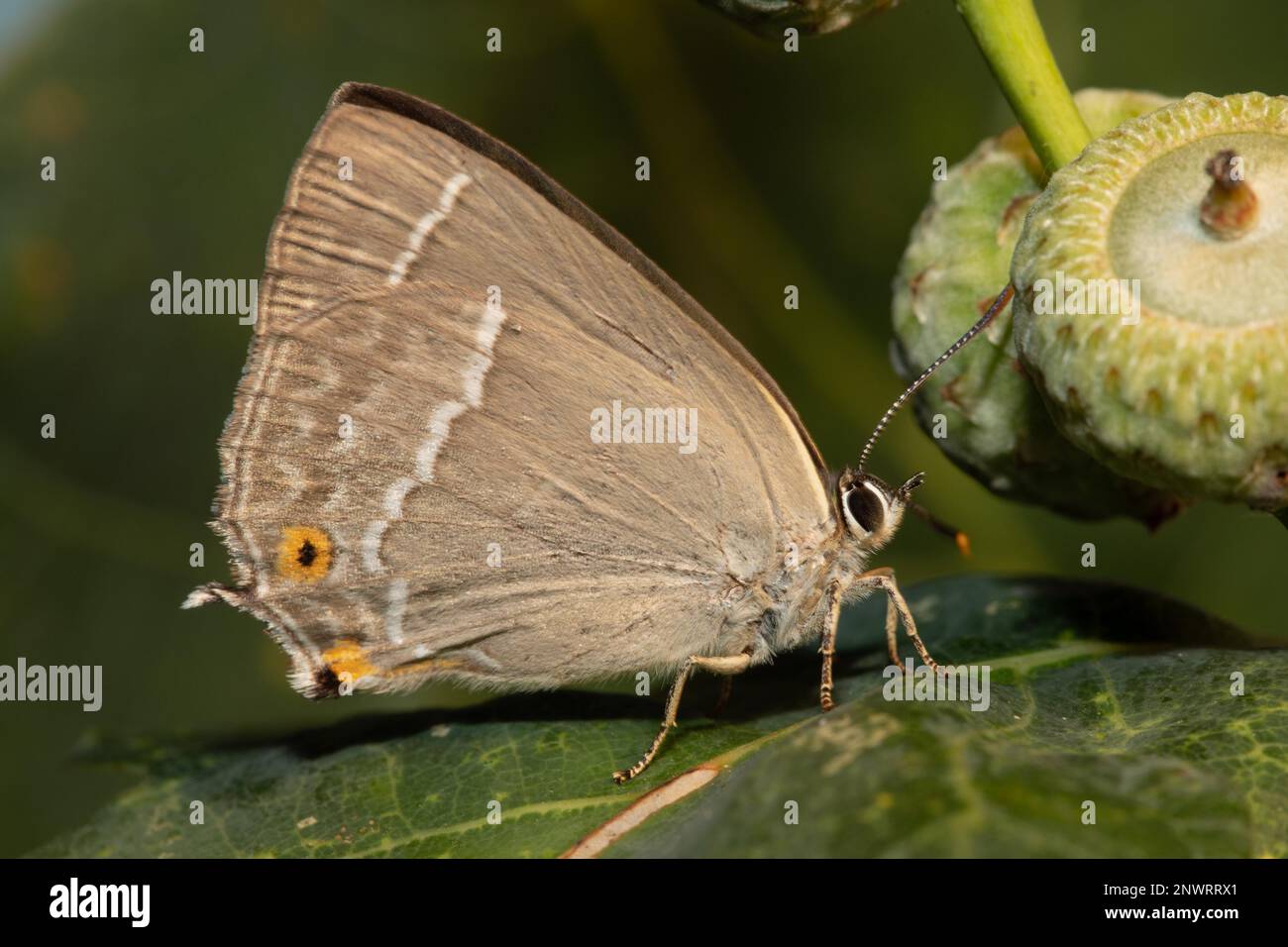 Blue oak butterfly female butterfly with closed wings sitting on green ...