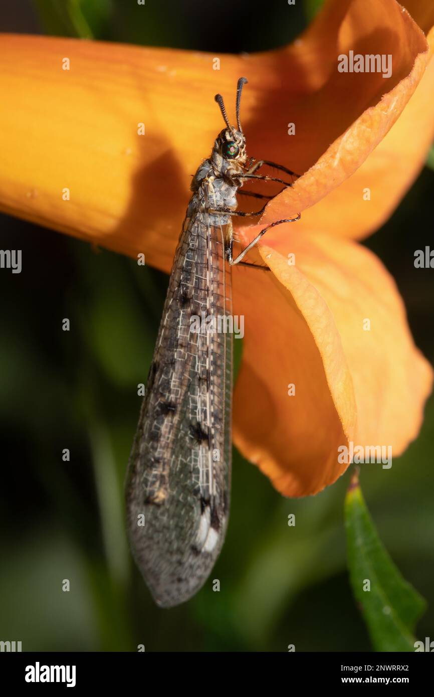 Adult Antlion with closed wings hanging from orange flower seen on ...