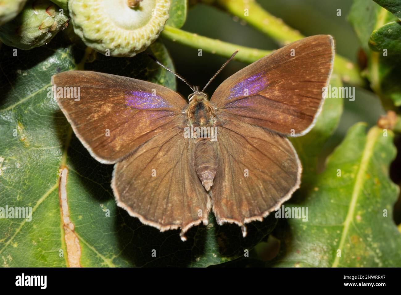 Blue oak butterfly female butterfly with open wings sitting on green ...