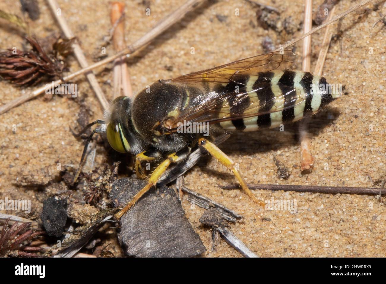 Ground wasp hi-res stock photography and images - Alamy